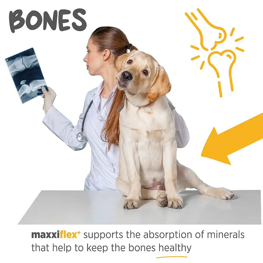 maxxiflex+ 120 - maxxipaws