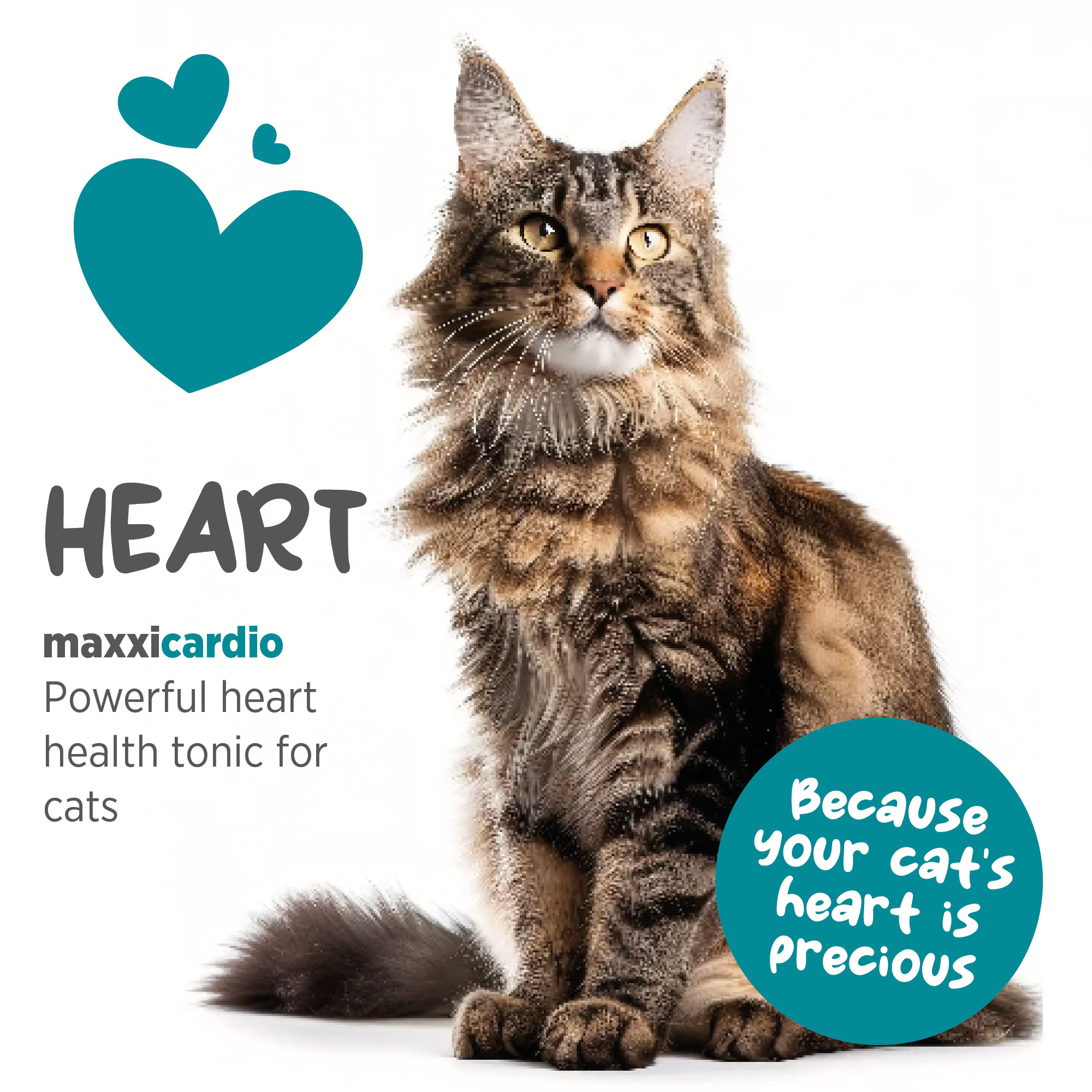 maxxicardio - maxxipaws