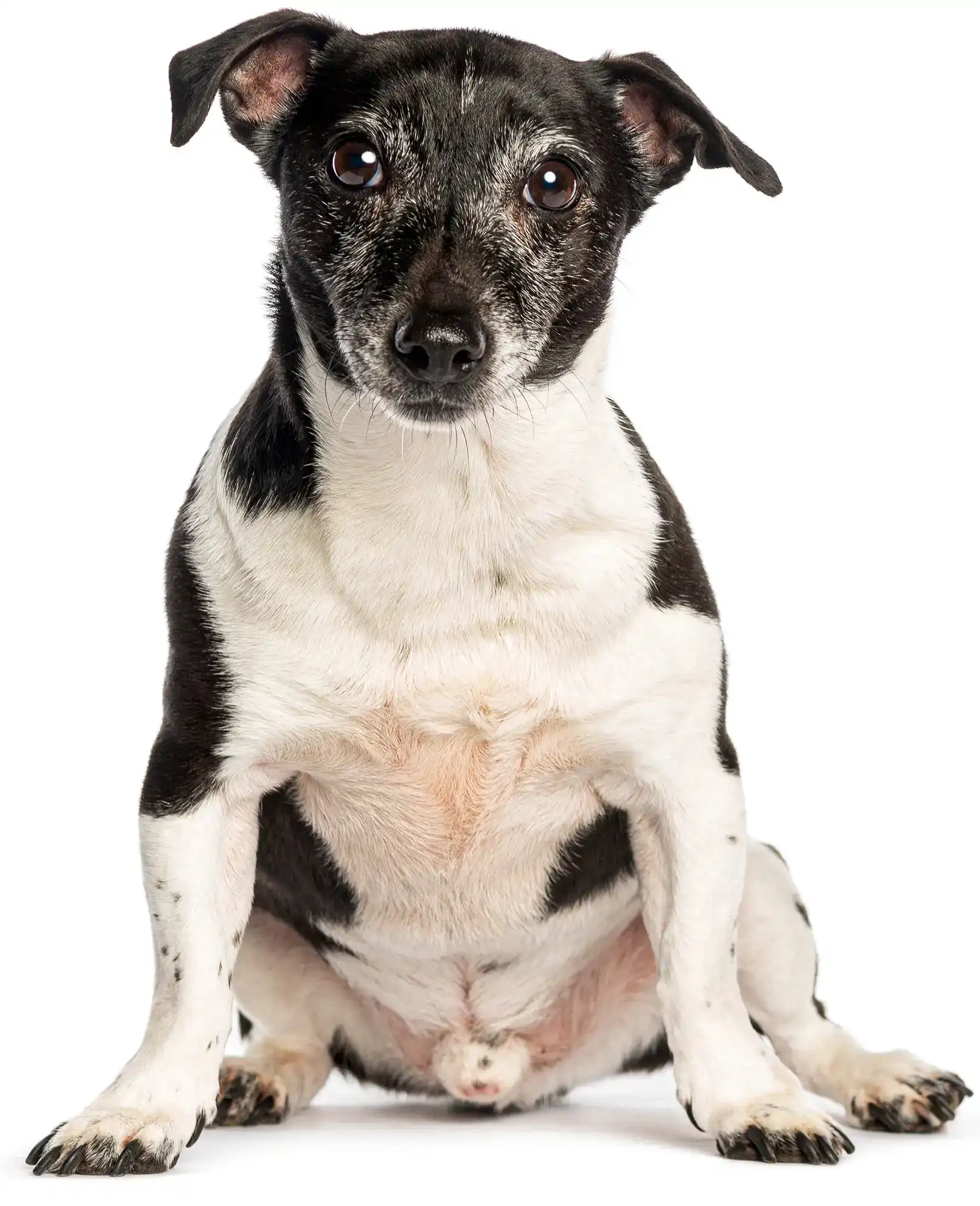 maxxiscoot anal gland support for dogs - maxxipaws
