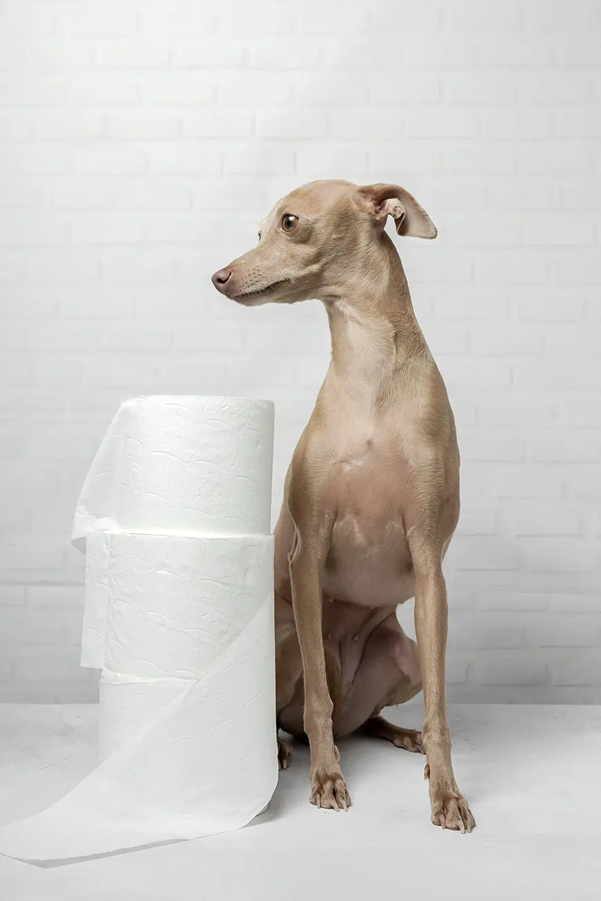 Urinary Incontinence - maxxipaws