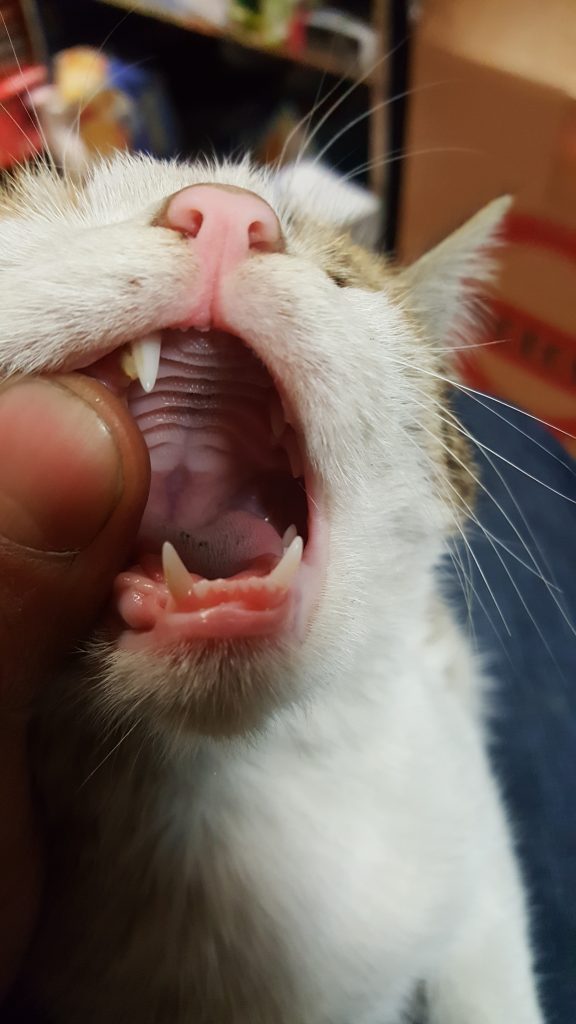 Gingivitis In Cats - maxxipaws - maxxicat 🐈️