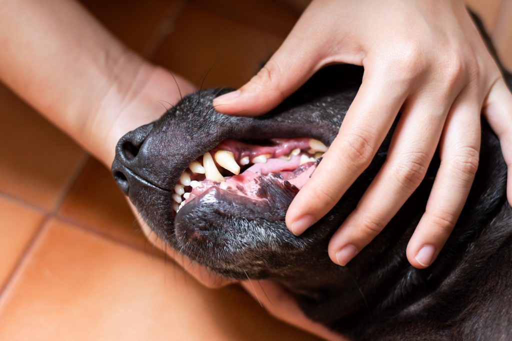 Gingivitis in Dogs - maxxipaws